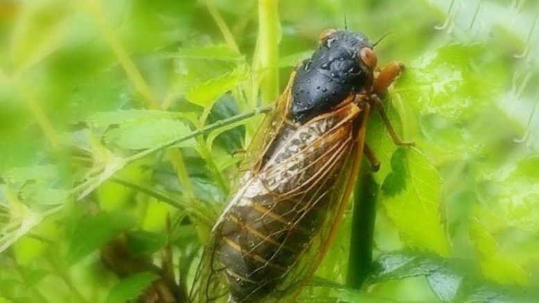 Cicadas Might Have Given Rise to a Form of Batesian Mimicry in ...