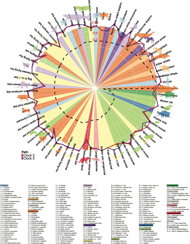 Decoding Lifespan: New DNA Research Unveils Secrets of Aging