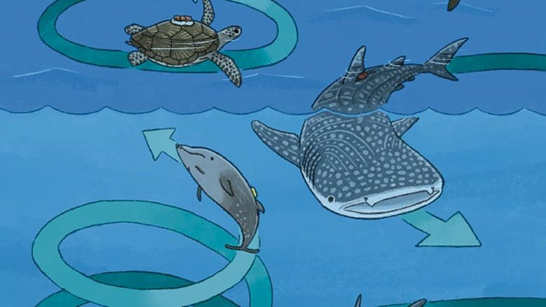 Snuggling Sea Turtles Filmed for the First Time