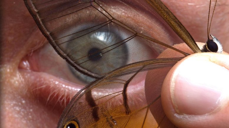 Peeking Into a Chrysalis, Incredible Videos Capture Butterfly Wings ...