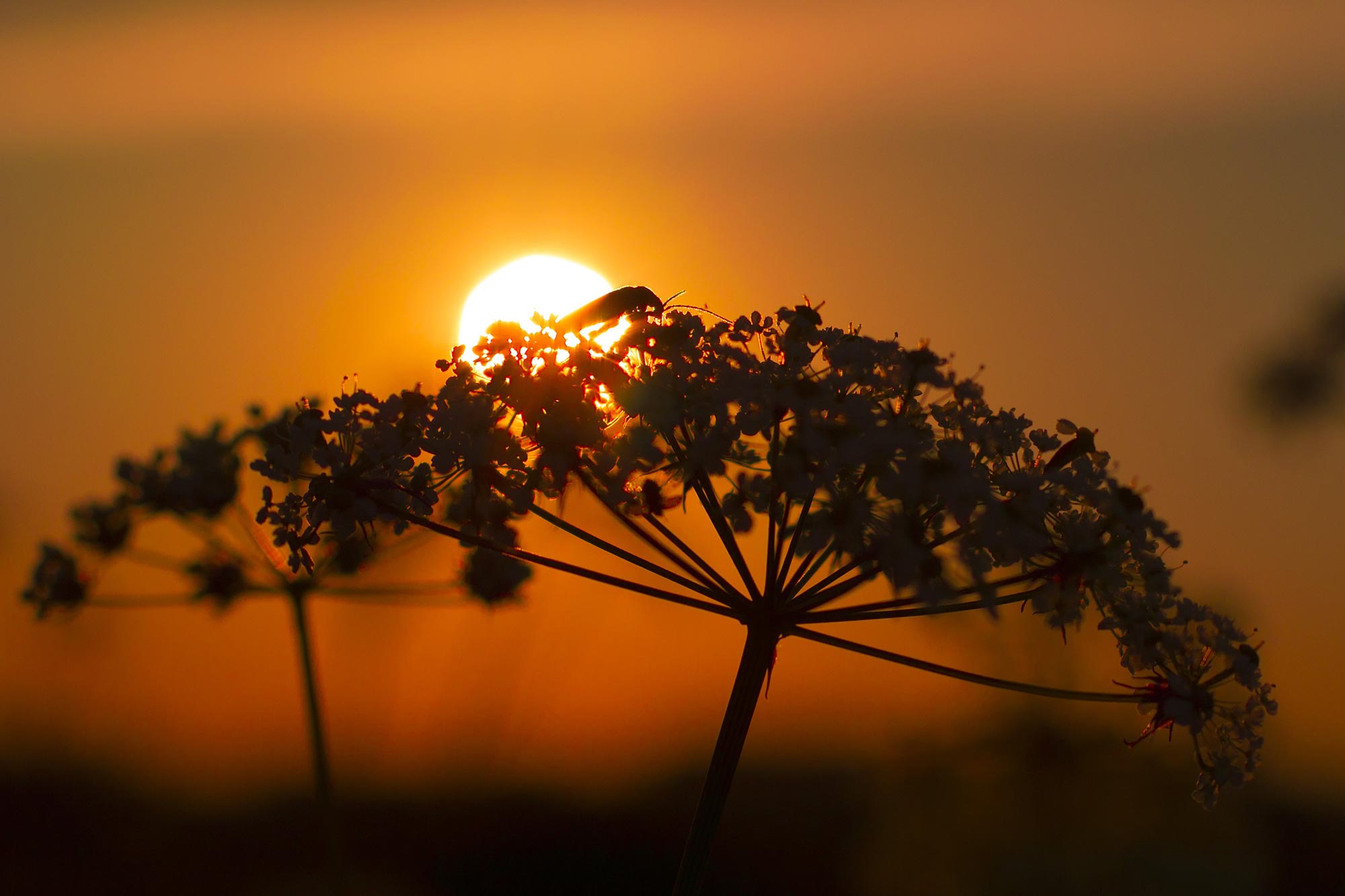 High Temperatures From Climate Change Threaten the Survival of Insects