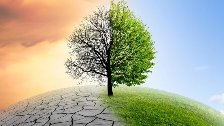 Climate Change Threatens Boreal Coniferous Forests