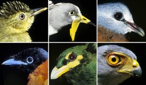 Study Projects How Climate Change Will Affect the Functions Birds in ...