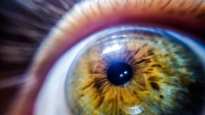 New Layer of the Human Cornea Discovered