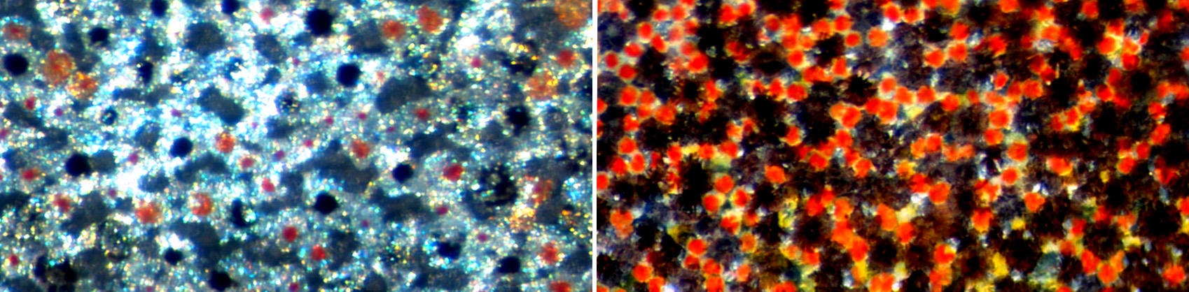 Beyond Eyes: This Fish Can See With Its Skin