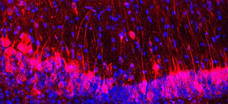 Revolutionizing Regeneration: Rat Stem Cells Restore Mouse Brain Circuits