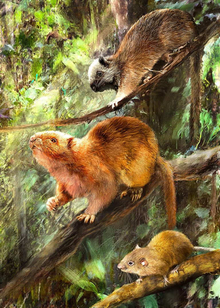 “Giant Cloud Rat” Fossils Discovered in Philippine Caves