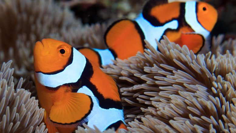 Clownfish Evolution: A Genetic Tale of Adaptation and Survival