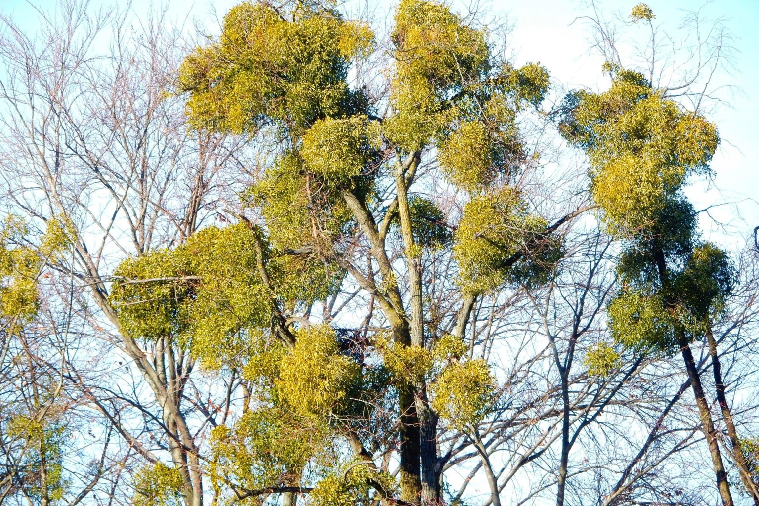 Mistletoe – Famous for Christmastime Kisses – Is Actually a Parasitic ...
