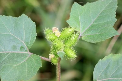 Ward Off Wrinkles: Scientists Discover Anti-Aging Power in an Invasive Weed