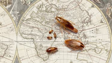 Scientists Solve the 250-Year-Old Origin Mystery of the Most Common ...