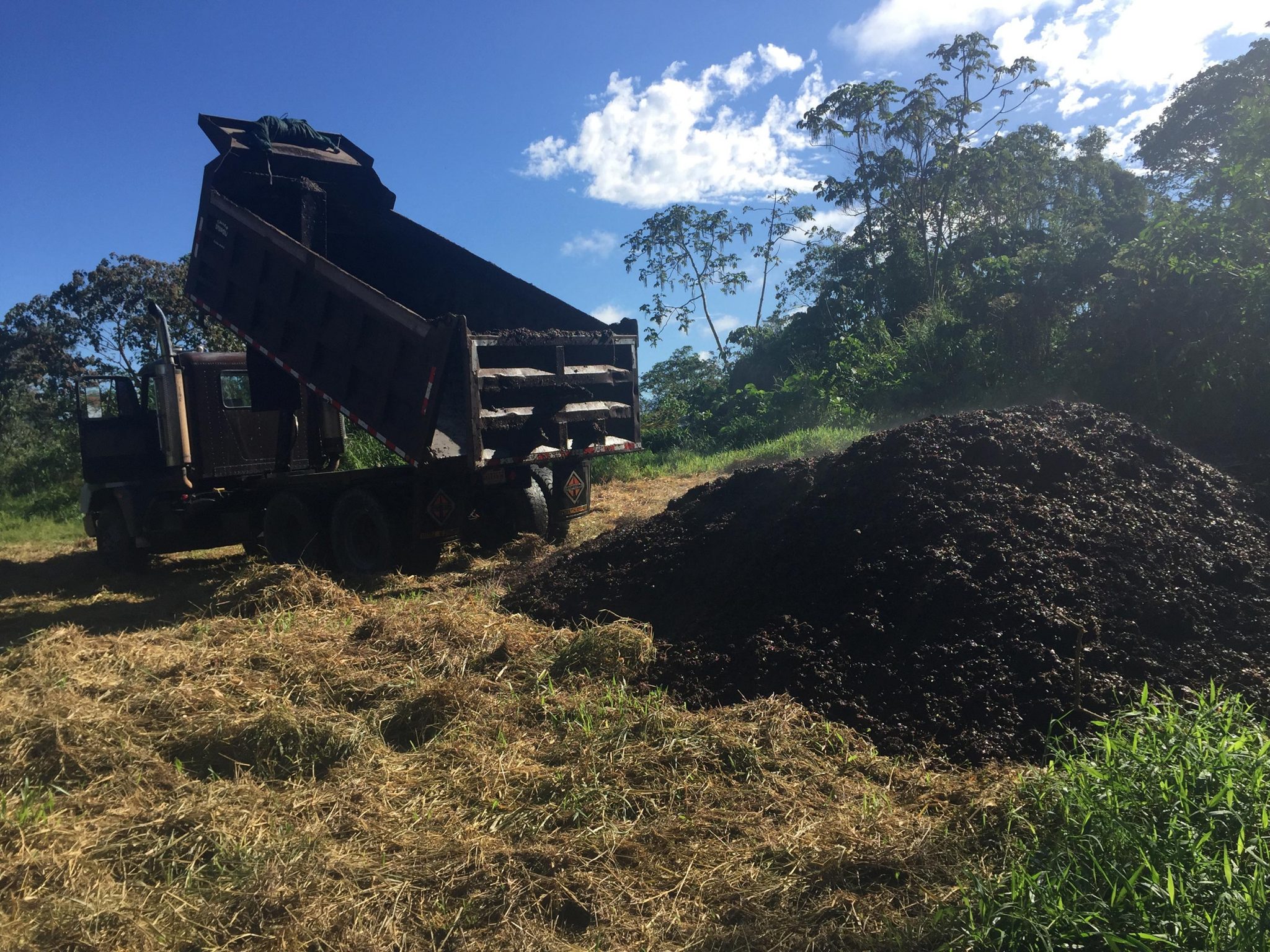 Forests on Caffeine: Coffee Waste Can Boost Tropical Forest Recovery