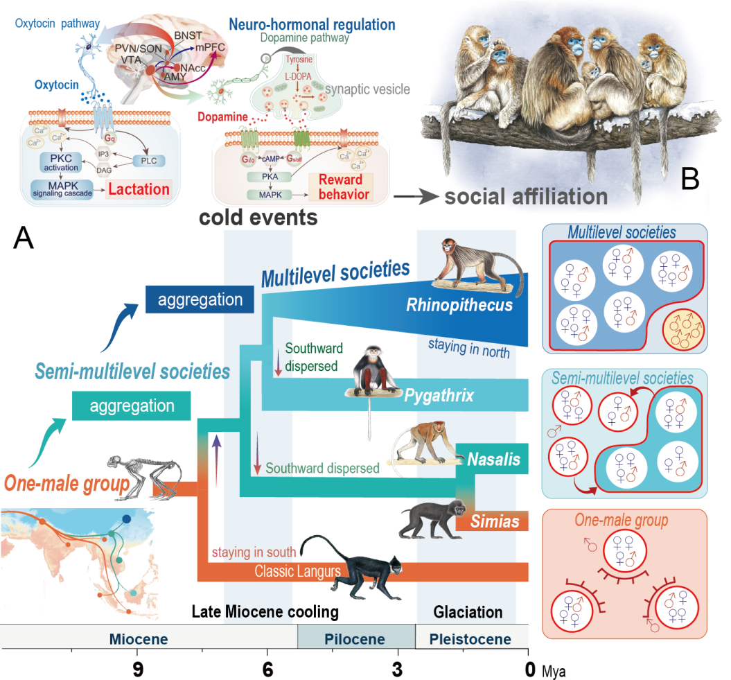 New Research Unlocks Hidden Secrets of Primate Evolution
