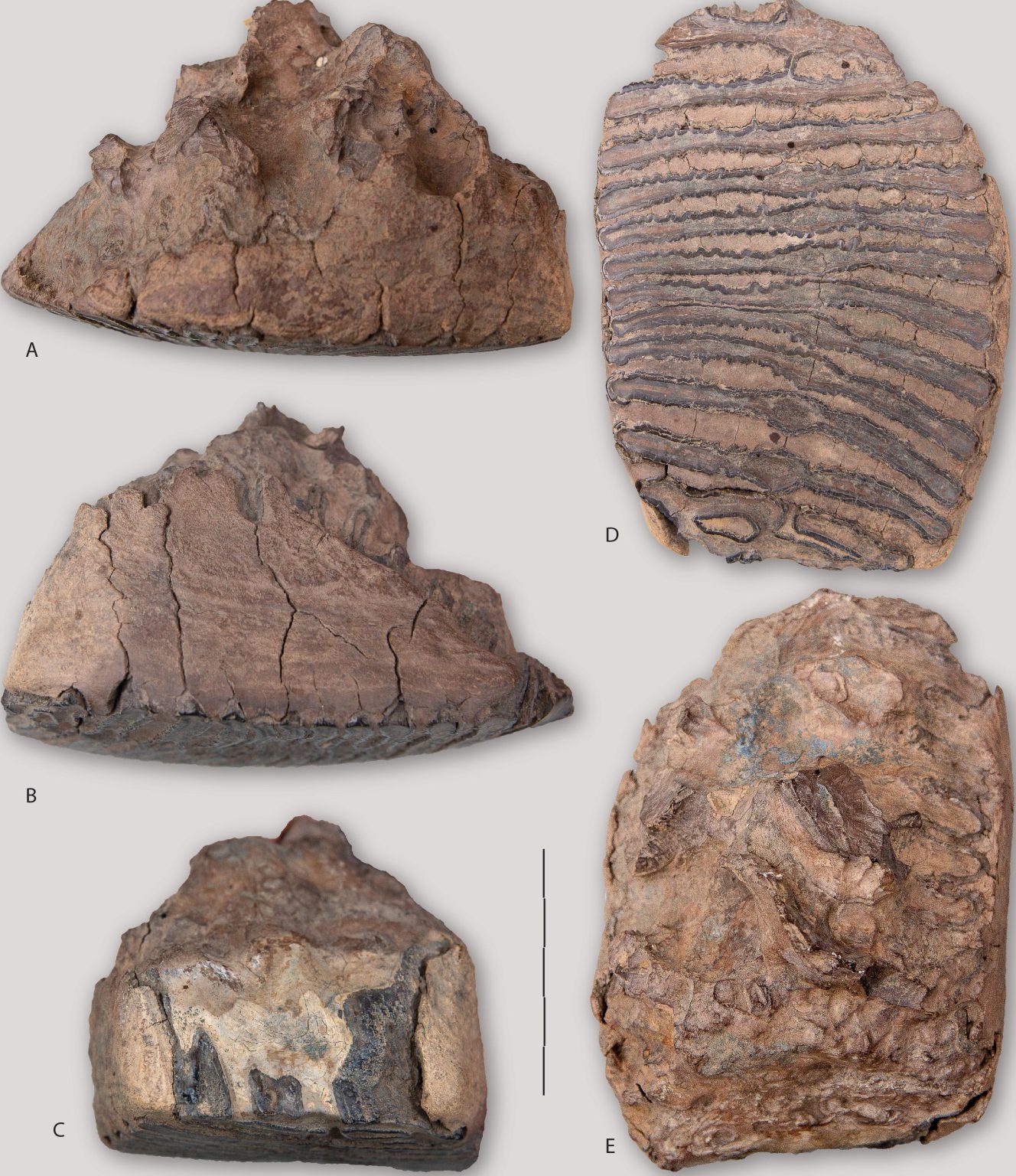 1.3-Million-Year-Old Mammoth DNA Rewrites Evolutionary History