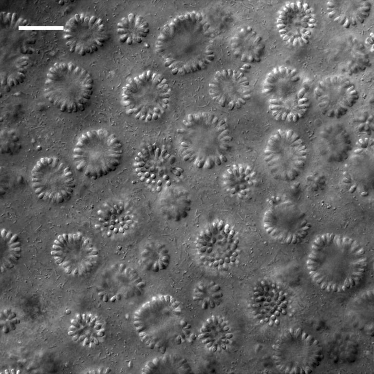 Mysterious New Organism Found in Mono Lake Could Rewrite the History of ...