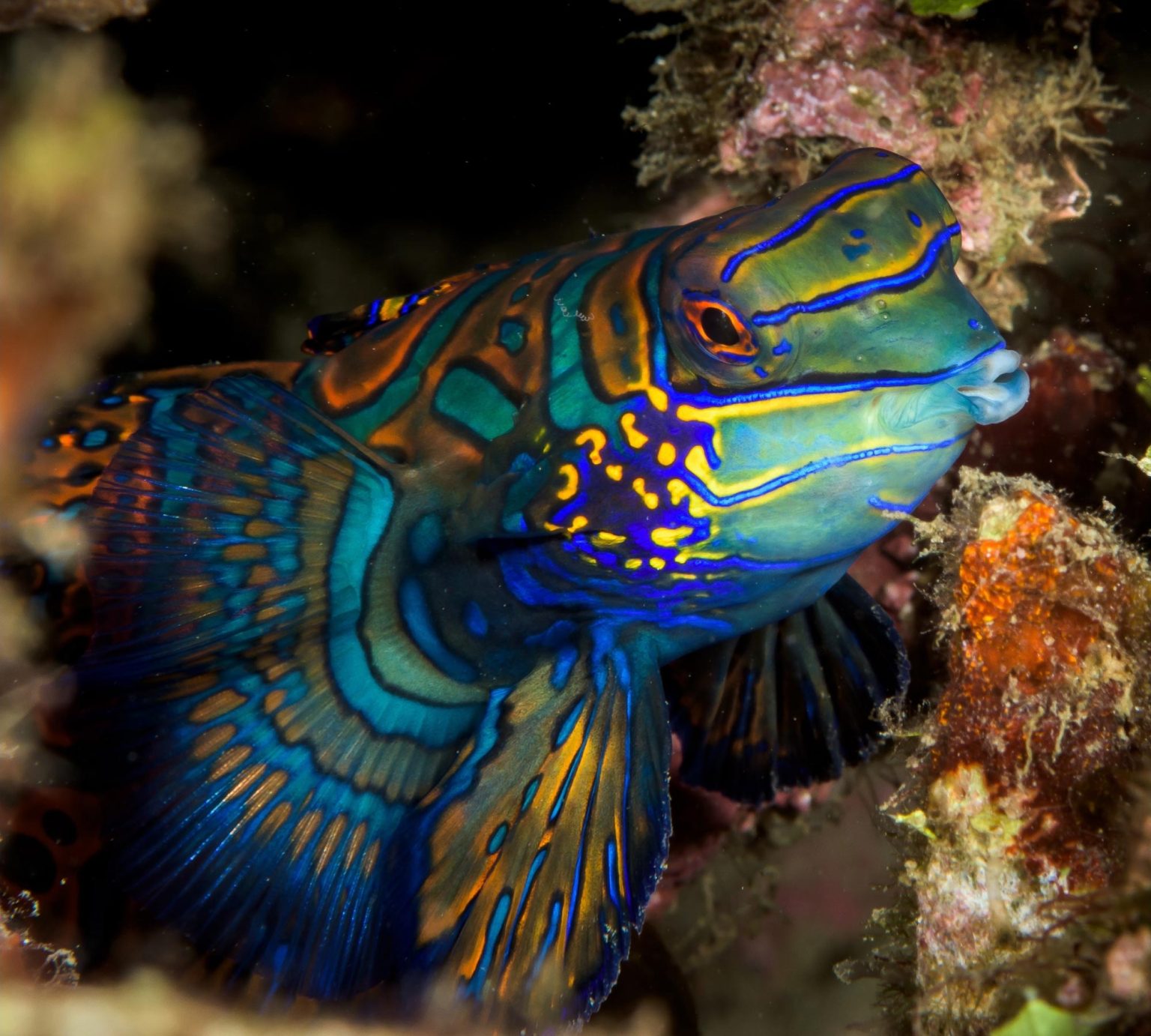 “Ugly” Reef Fish Are Most in Need of Conservation Support Due to Their ...
