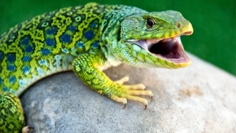 Four-Eyed Lizard Provides a New Wrinkle in Eyesight Evolution