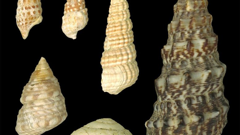 Paleontology News - SciTechDaily