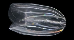 Comb Jellies Have Proteins to Generate & Sense Light