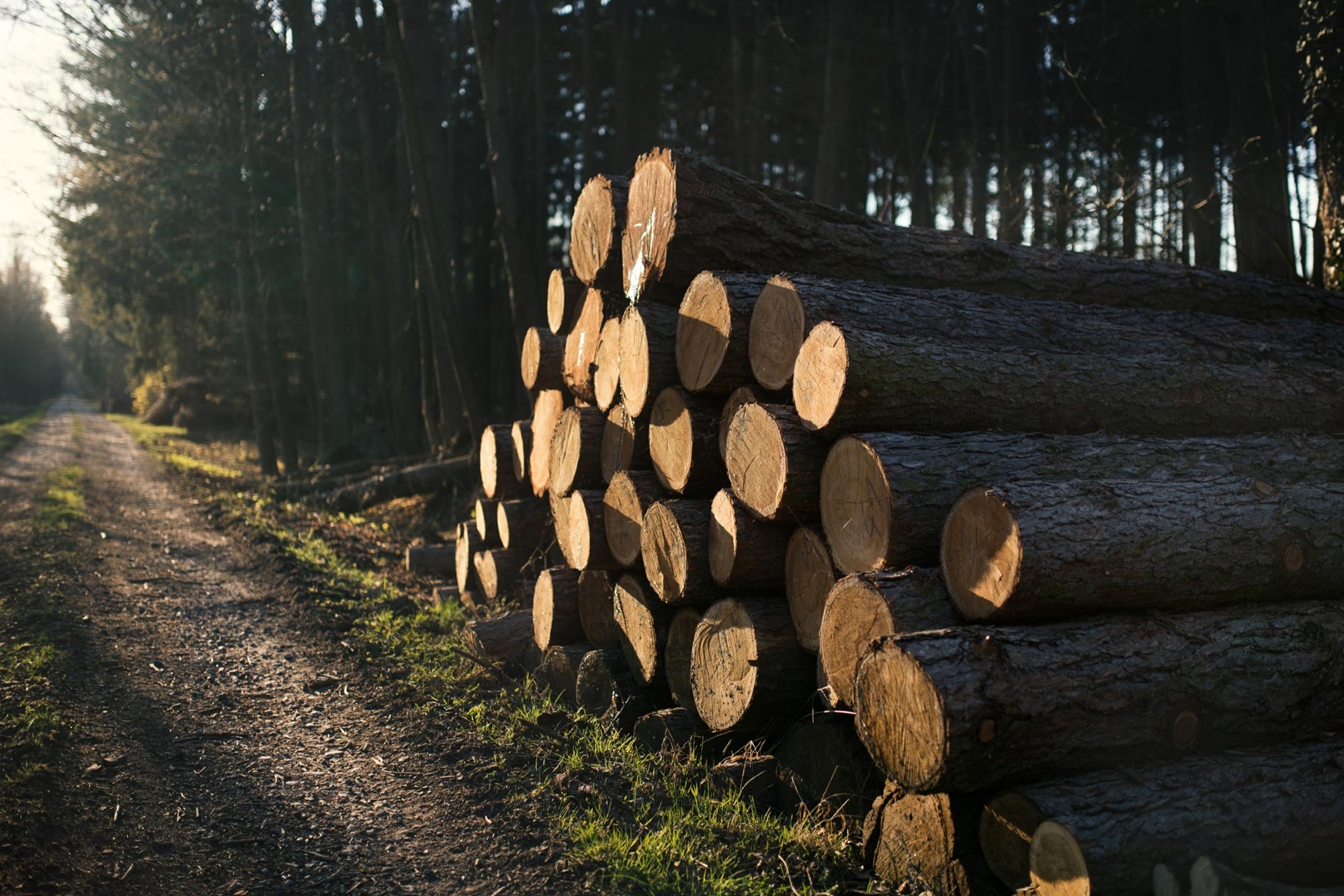 Important Role That Planting New Commercial Forests Plays in Fight ...