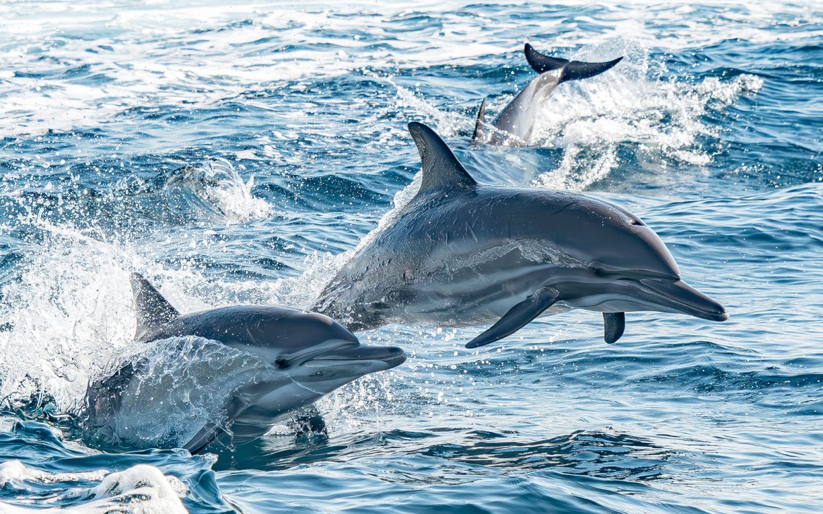 Study Warns of “Ultimate Extinction” as Dolphin Lifespans Plummet