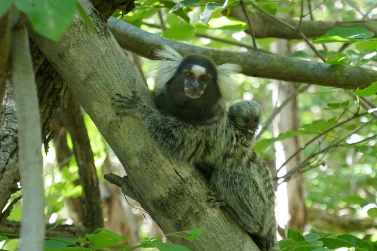 Unlocking Intelligence: Marmosets Reveal Hidden Secrets of Human Brain ...