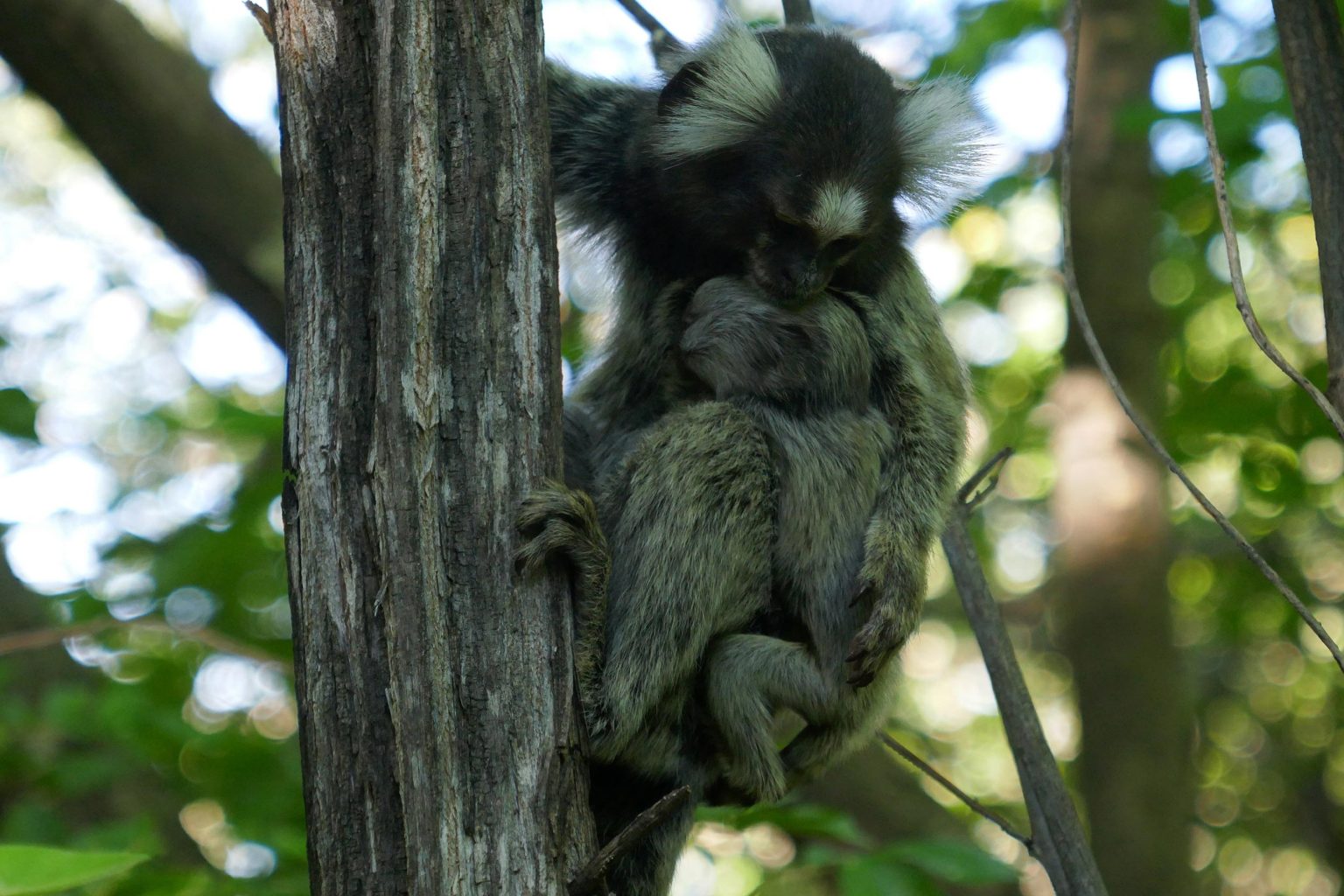 Unlocking Intelligence: Marmosets Reveal Hidden Secrets of Human Brain ...