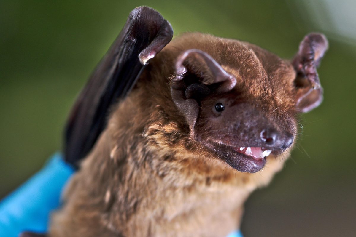 Storm Surfers of the Sky: How Bats Harness Winds to Power Migration