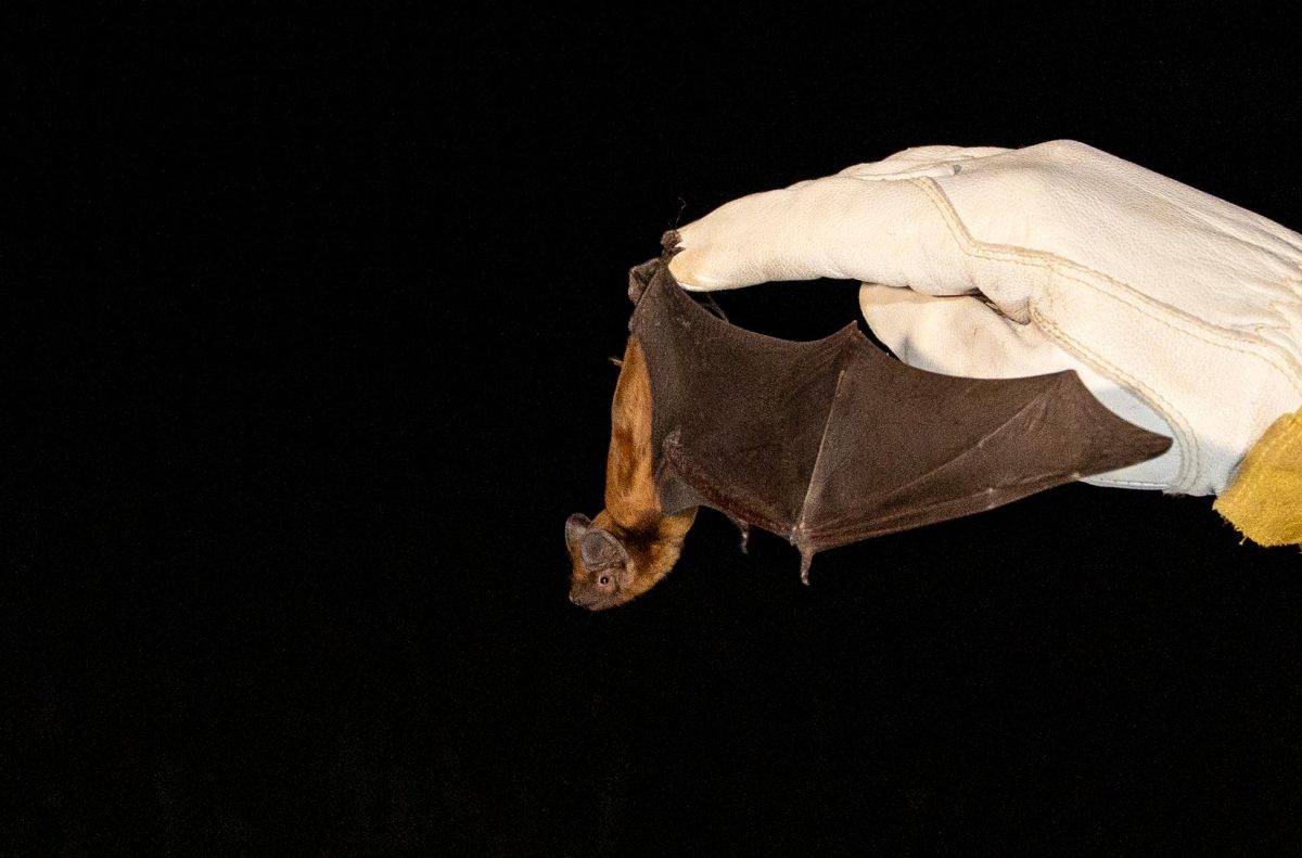 Storm Surfers: How Bats Harness Weather to Travel Thousands of Miles