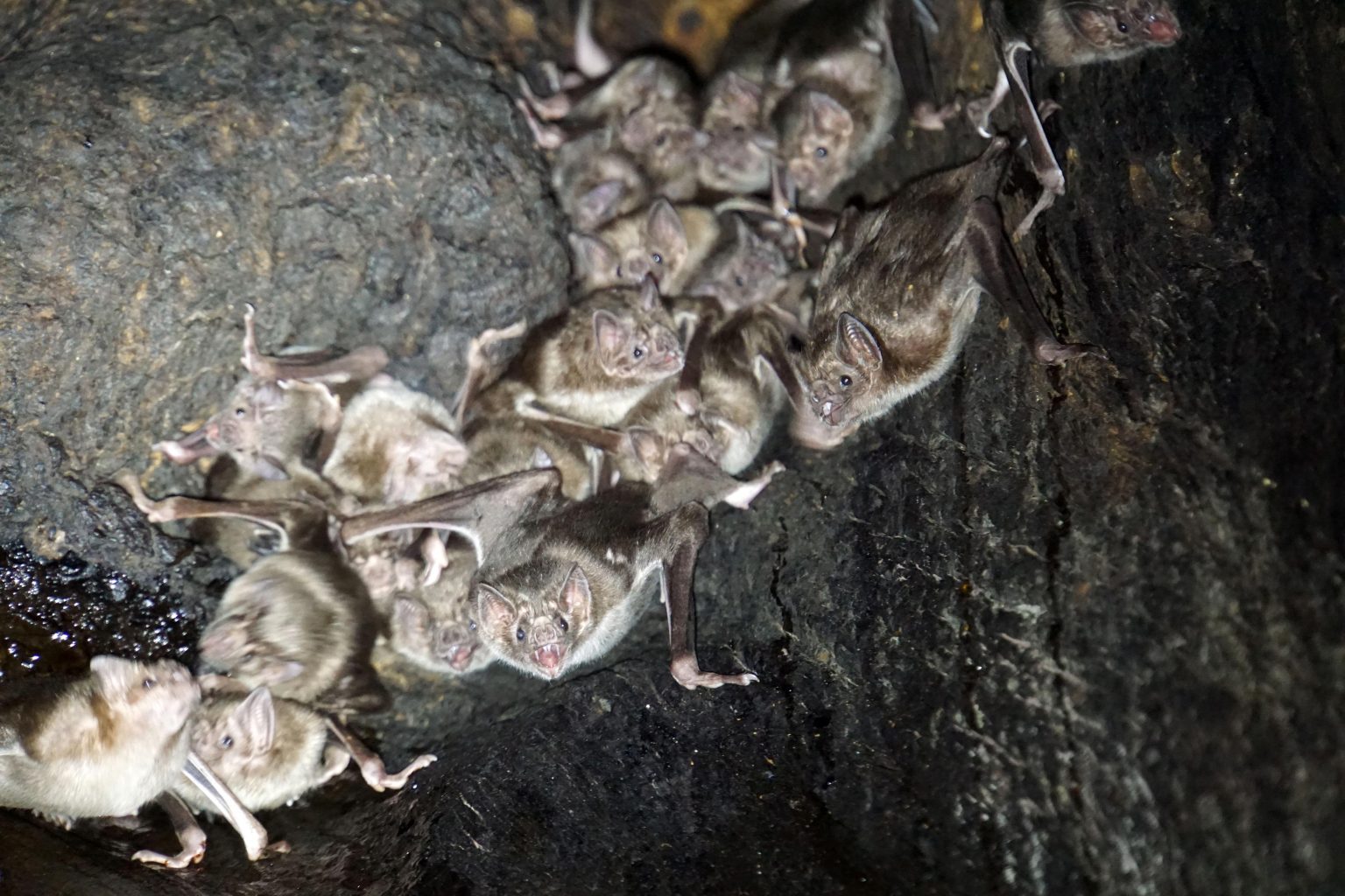 Female Vampire Bats Prefer To Forage for Blood With Friends