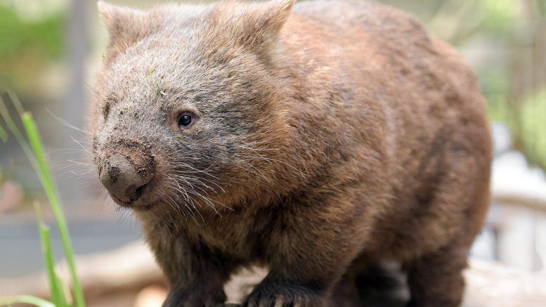 How Wombats Produce Cube-Shaped Poo Through a Round Hole