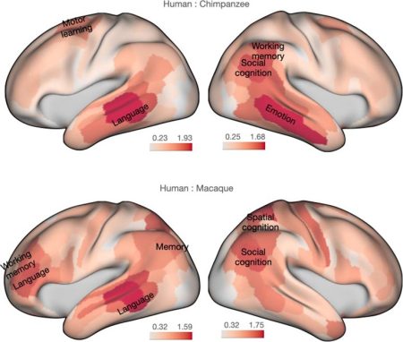 Scientists Just Found the Secret Difference Between Human and Primate Brains
