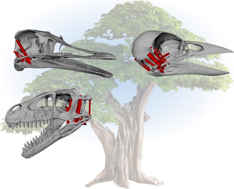 How “Wiggly Skulls” Helped Birds Evolve From Their Dinosaur Ancestors