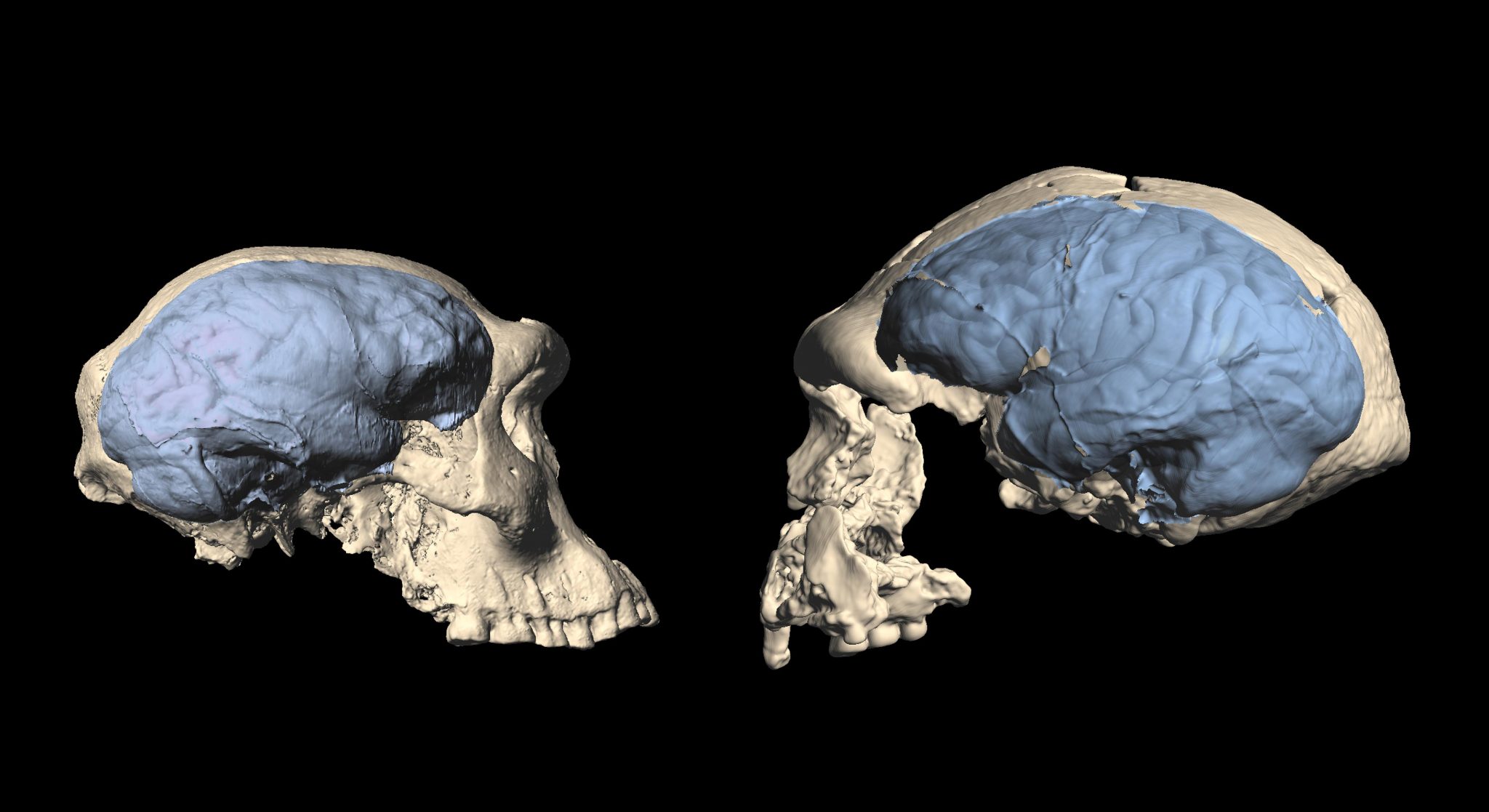 Earliest Homo Populations in Africa Had Primitive Ape-Like Brains ...