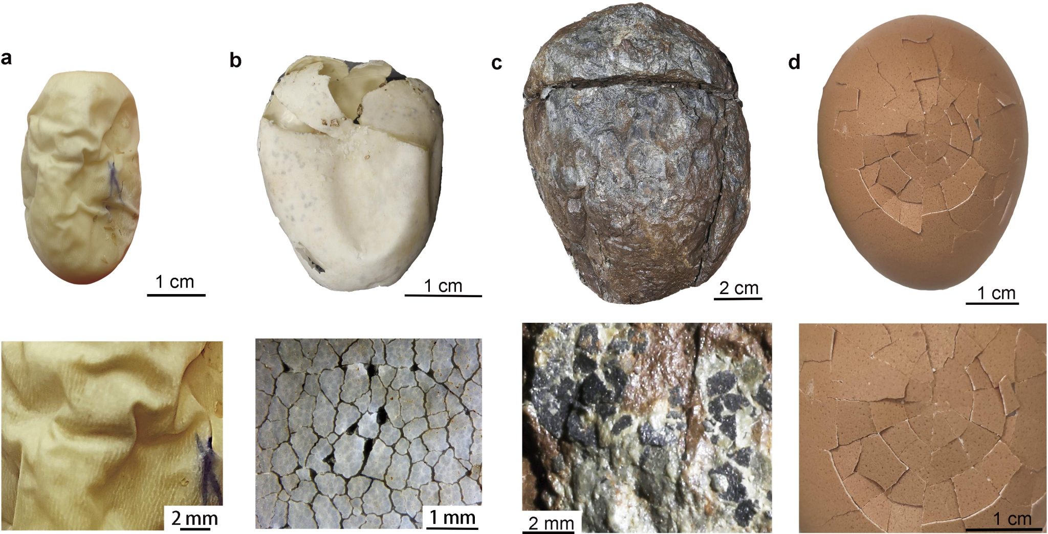 Revolutionizing Paleontology: The First Dinosaur Eggs Were Not What We ...