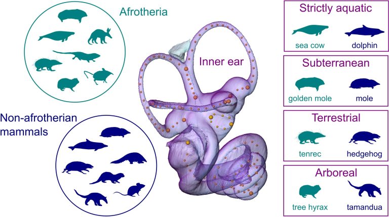 New Study Shakes Up Understanding of Mammalian Ear Evolution