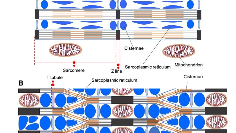 Scientists Discover Important Mechanism for Muscle Building