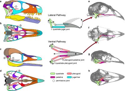 120-Million-Year-Old Fossil Shows Modern Bird Skull Evolved From a ...