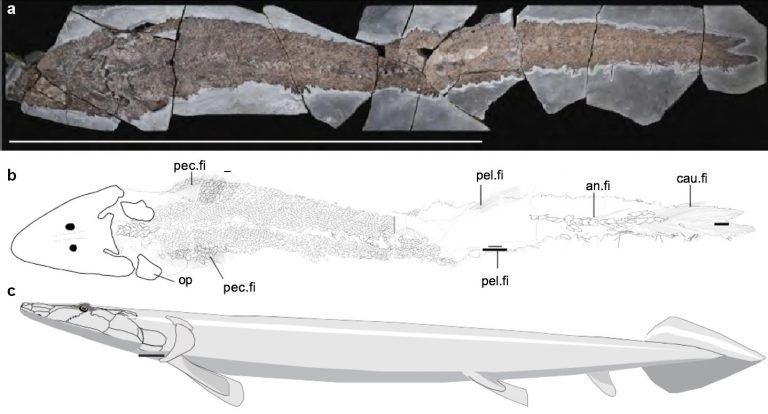 Evolutionary Origin of the Human Hand Revealed by Ancient Fish Fossil