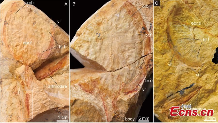 Legends Come Alive: “Nine-Tailed” Galeaspid Fossil Fuels Ancient Lore ...
