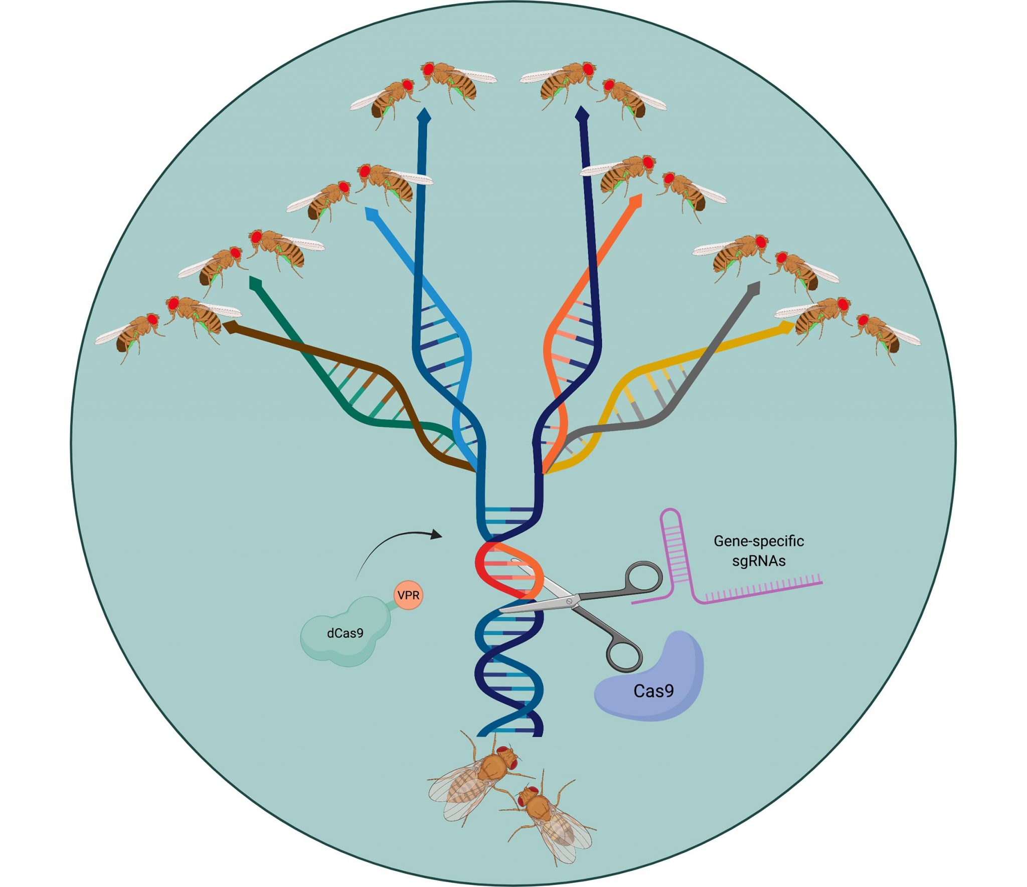 Researchers Engineered a New Synthetic Fly Species – Here's Why
