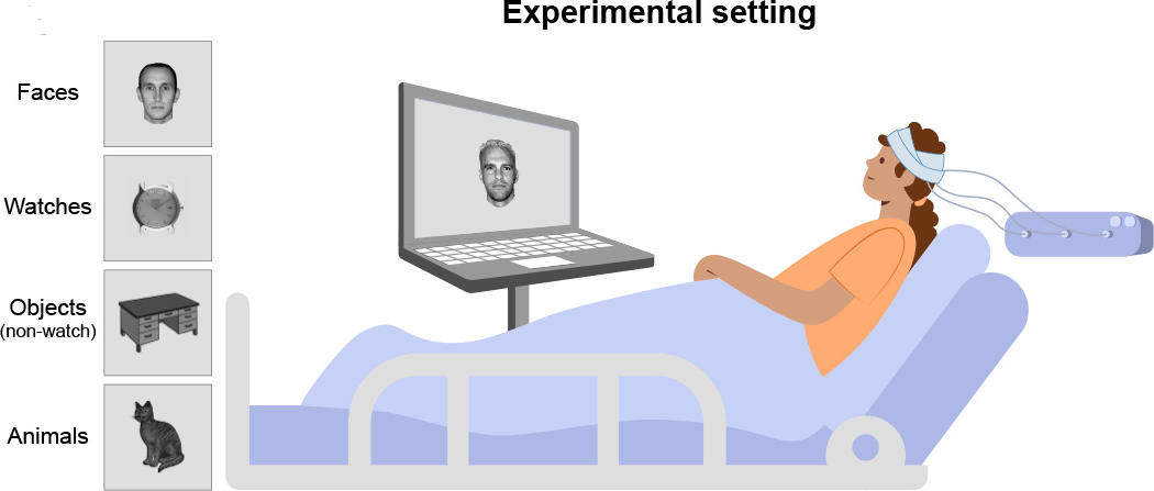 Unlocking the Brain’s Secrets: Where Does Conscious Experience Truly ...