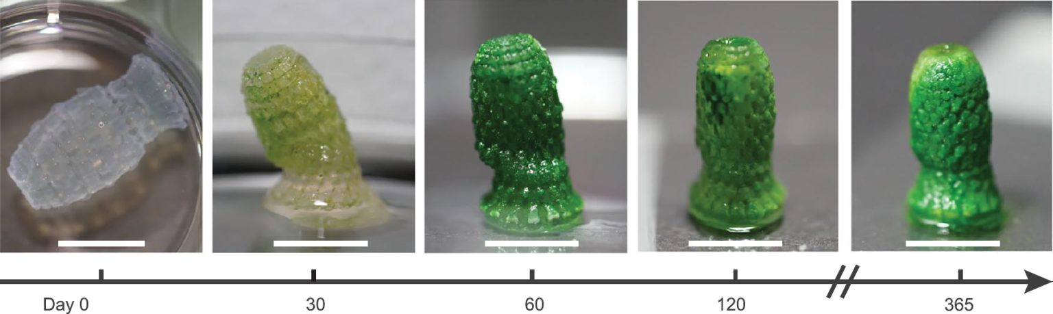 Carbon Capture Reimagined: New Material Removes CO₂ From Air Like a Tree