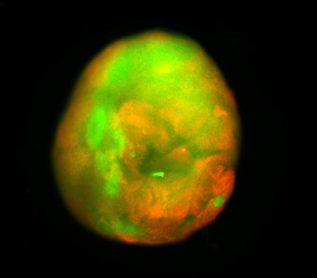 Reversing Paralysis? Human Mini Spinal Cord Shows Stunning Recovery ...