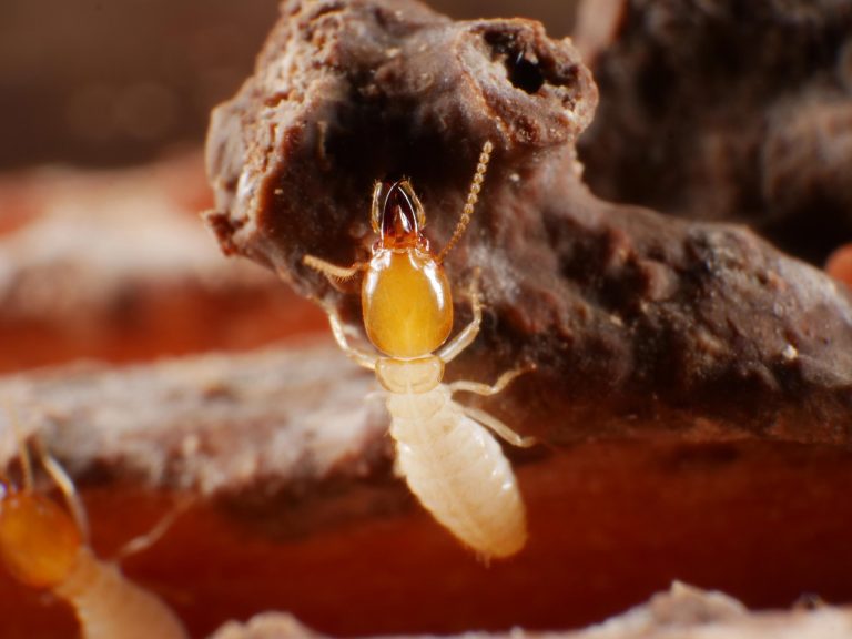 New Research Rewrites the Story of Termites: They Aren’t Just Pests