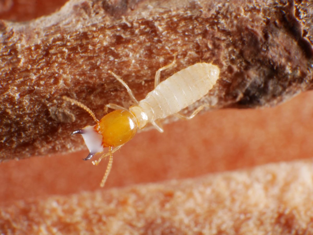 New Research Rewrites the Story of Termites: They Aren’t Just Pests