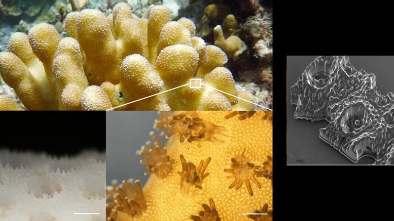 New Era in Coral Biology Research: Scientists Have Cultured the First ...