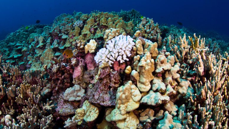 Scientists Surprised by Growth Rates in World’s Deepest Photosynthetic ...