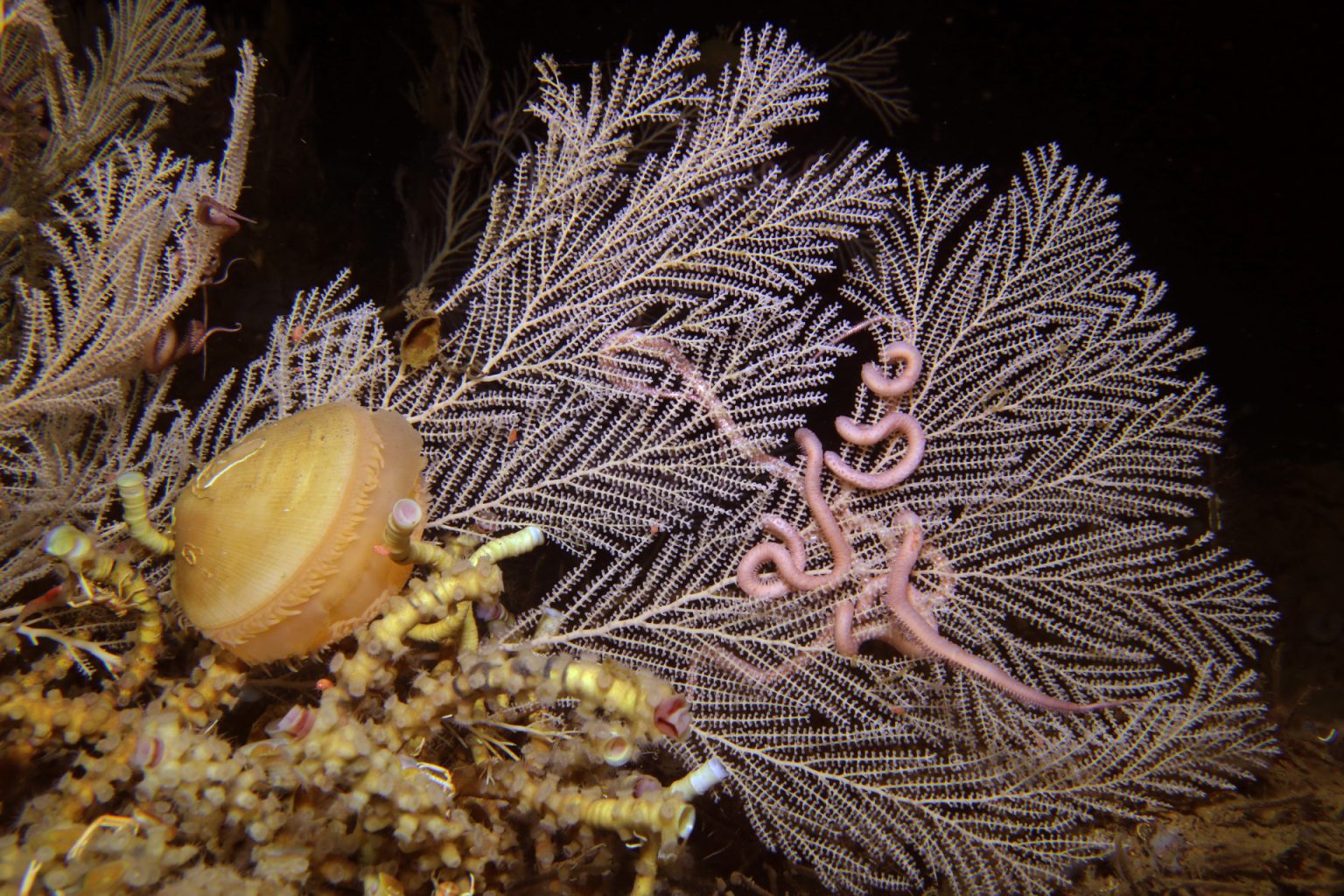 Highly Unusual New Species of Bacteria Discovered in the Dark Depths of ...