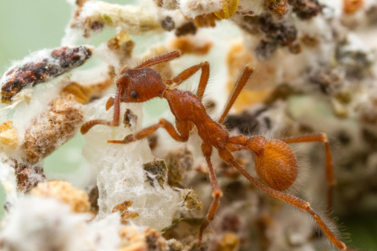 66 Million Years Ago: New Research Reveals That Ants Were Farming Since ...